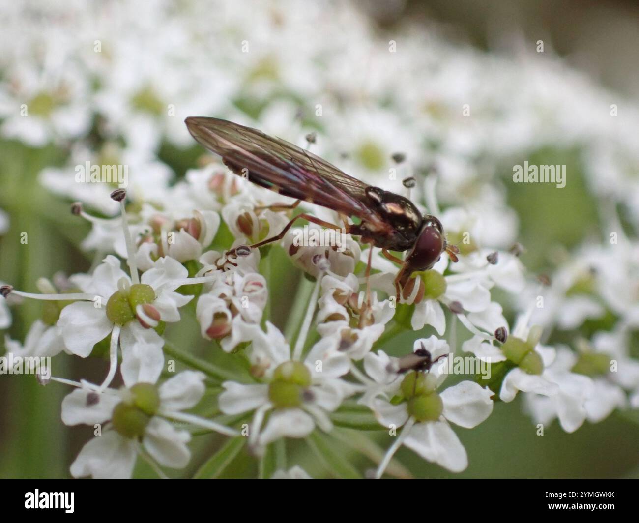 Variable Duskyface Fly (Melanostoma mellinum Stock Photo - Alamy