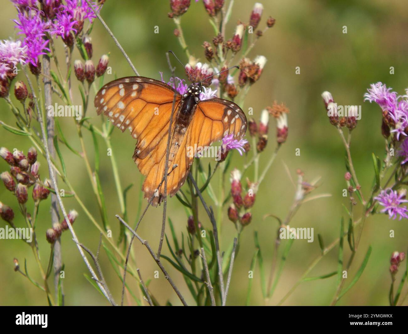 Southern Monarch (Danaus erippus Stock Photo - Alamy