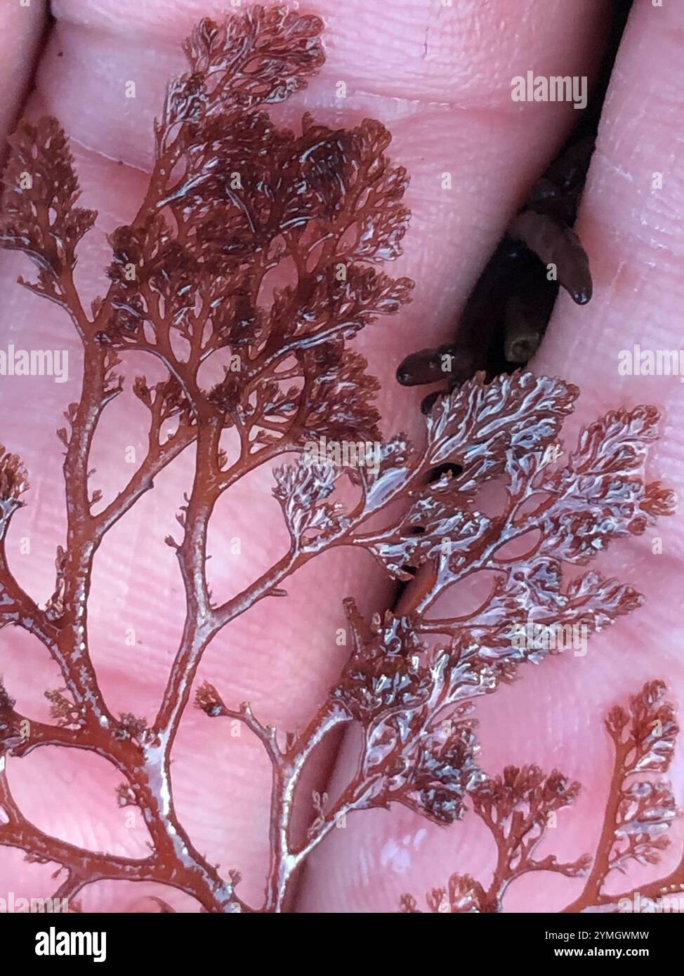 Microcladia hi-res stock photography and images - Alamy