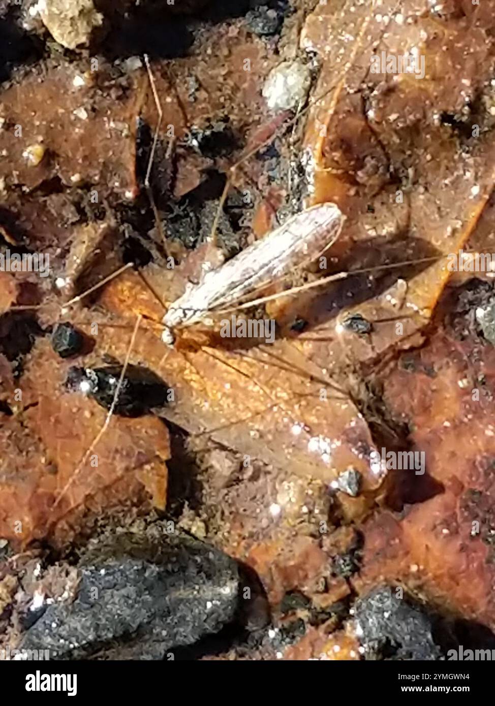 Limoniidae hi-res stock photography and images - Alamy