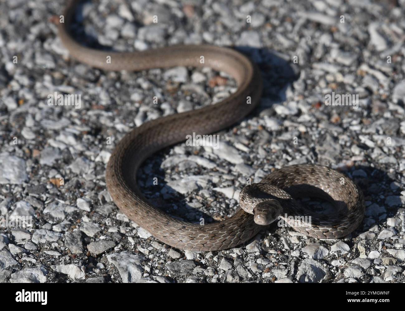 Storeria dekayi dekayi hi-res stock photography and images - Alamy