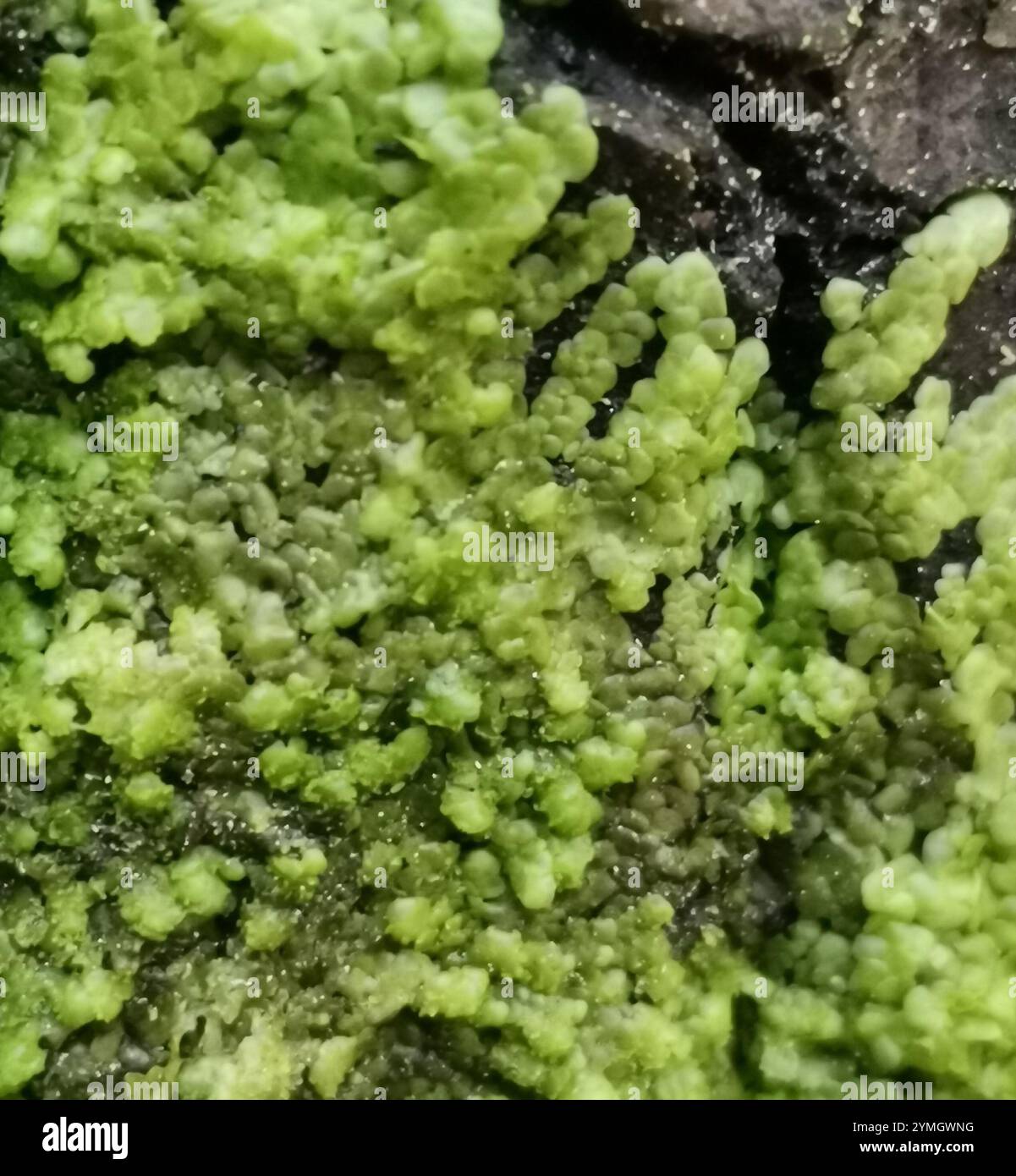 Flat-leaved Scalewort (Radula complanata Stock Photo - Alamy