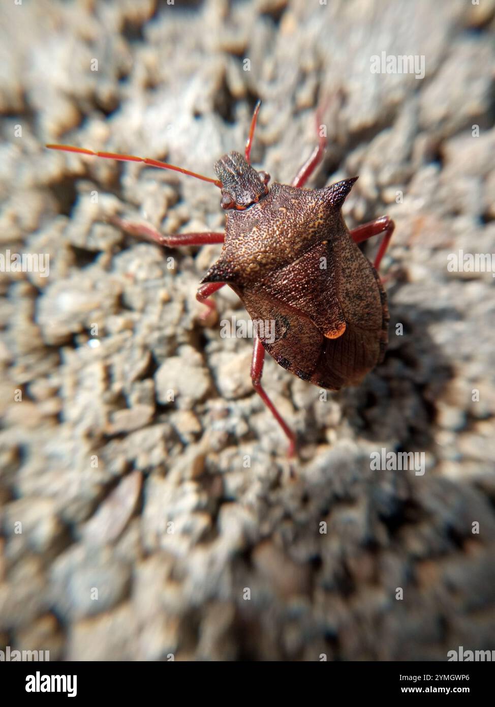 Spiny Shield Bug (Picromerus bidens Stock Photo - Alamy