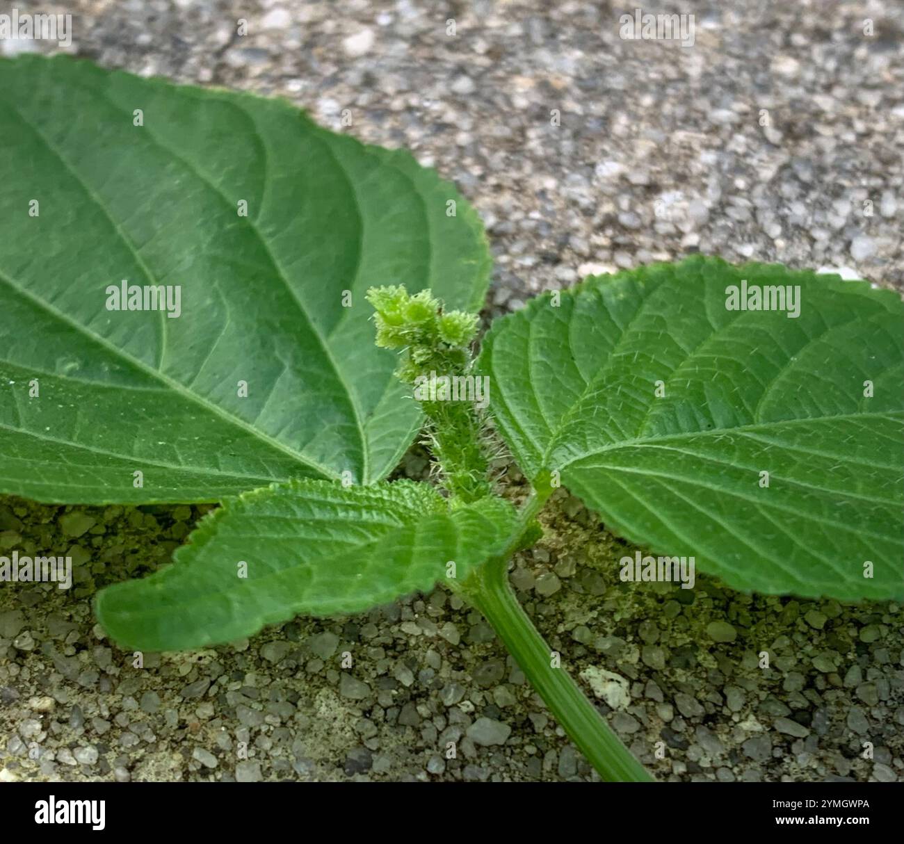 Cuban copperleaf (Acalypha setosa Stock Photo - Alamy