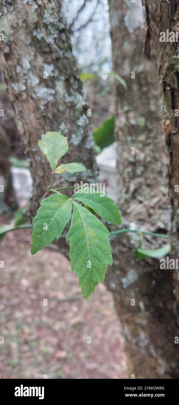 Allophylus hi-res stock photography and images - Alamy