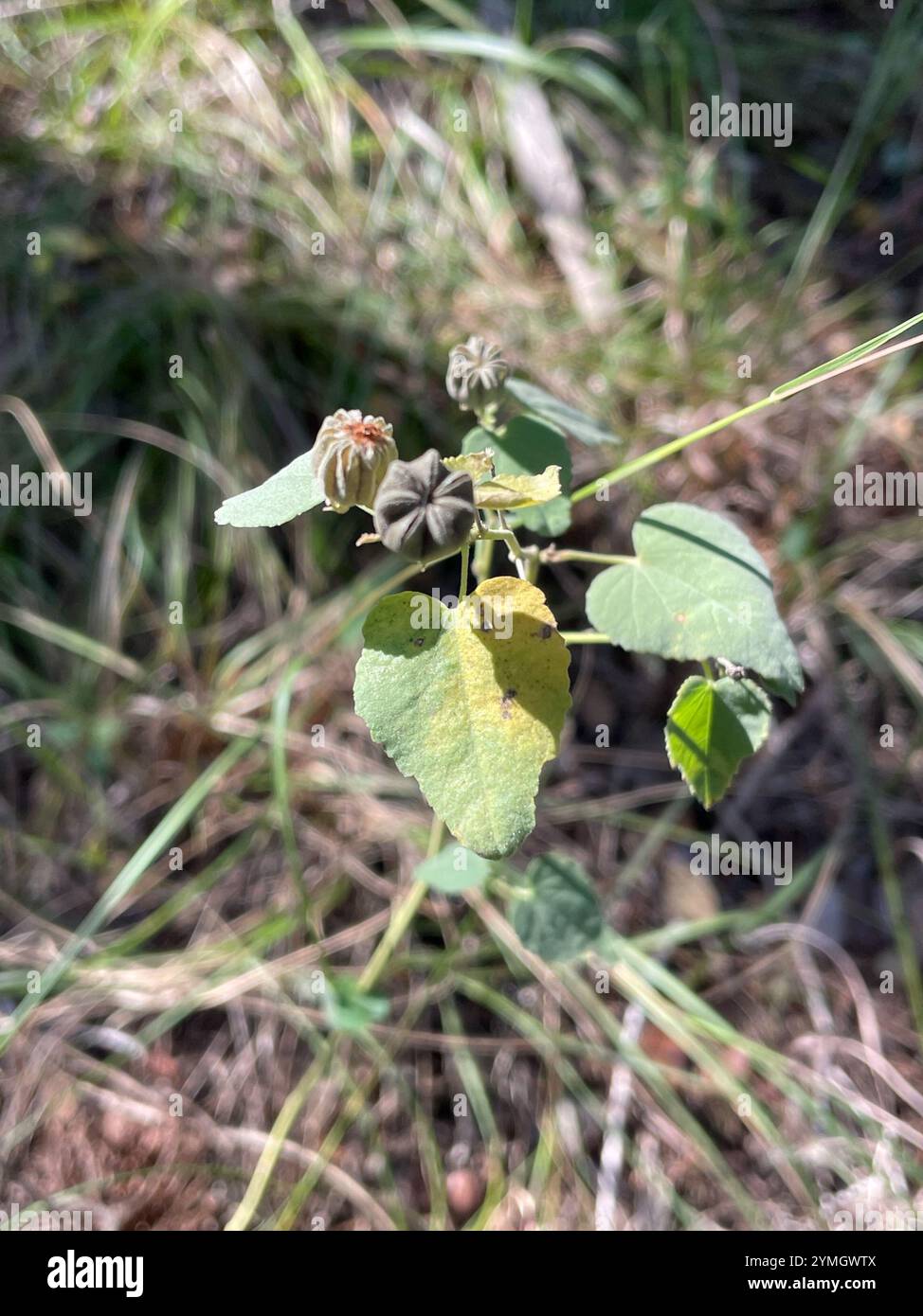 sweet Indian Mallow (Abutilon fruticosum Stock Photo - Alamy