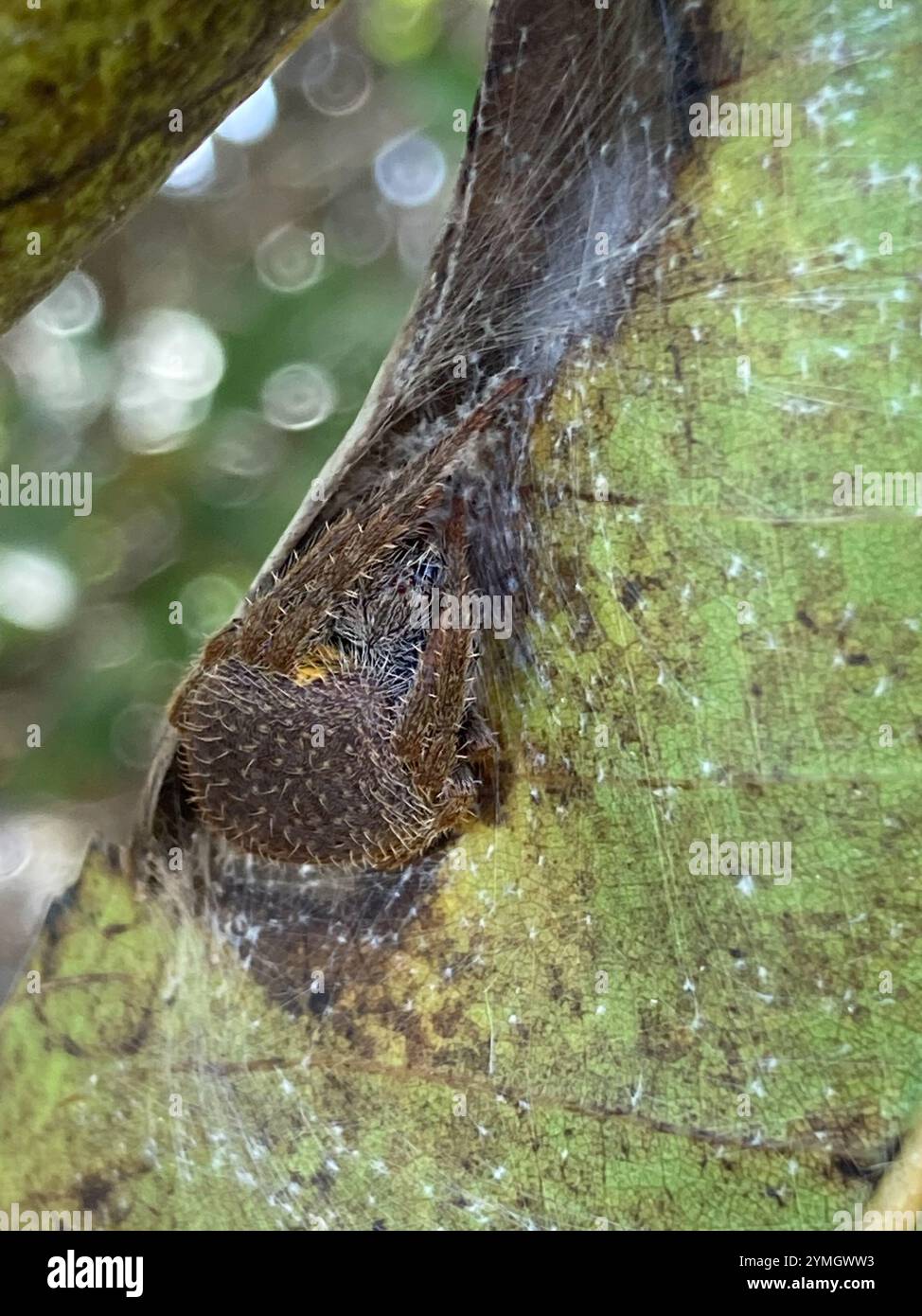 Tropical Orbweaver (Eriophora ravilla Stock Photo - Alamy
