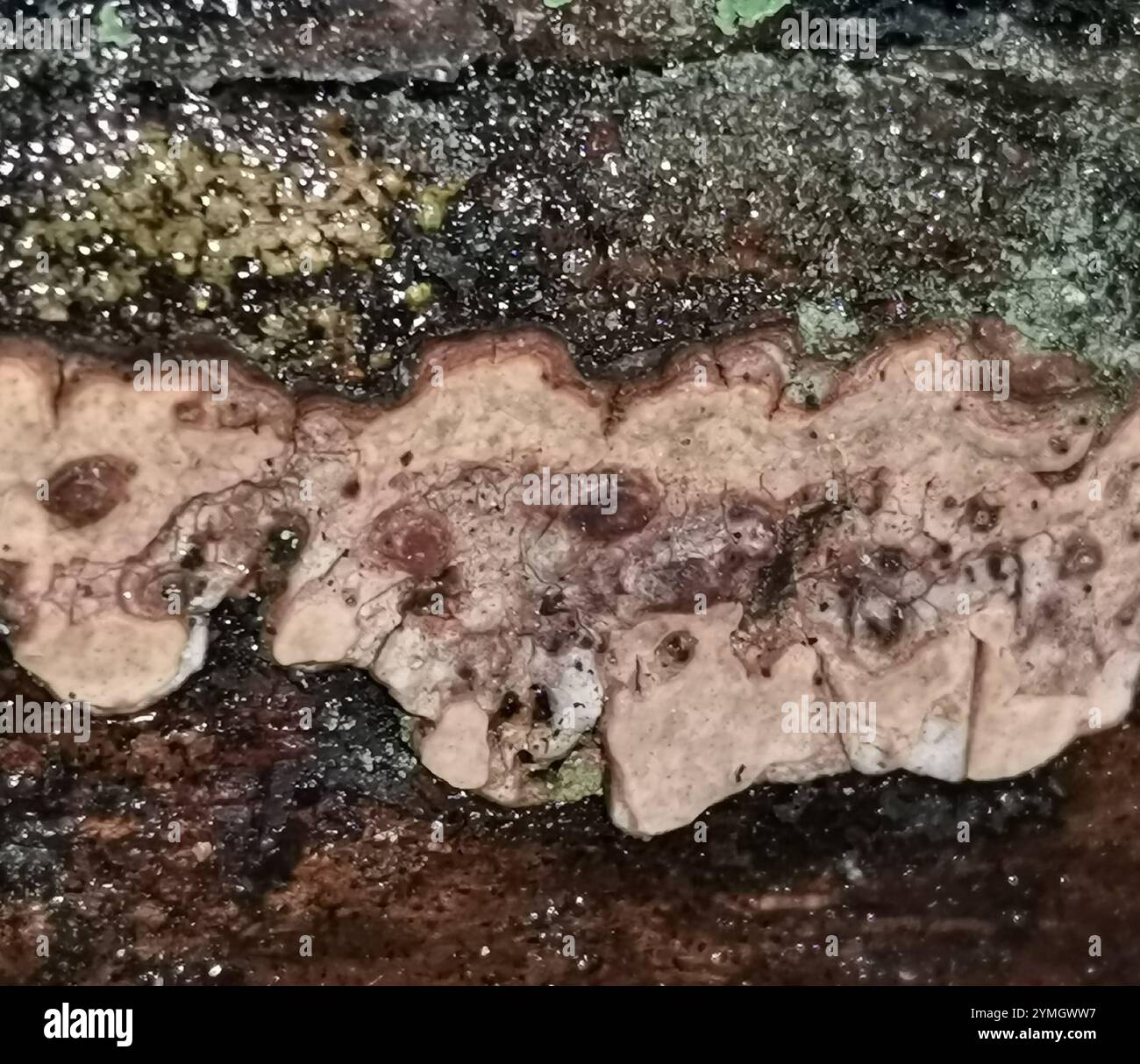 Broadleaf Bleeding-crust (Stereum rugosum Stock Photo - Alamy