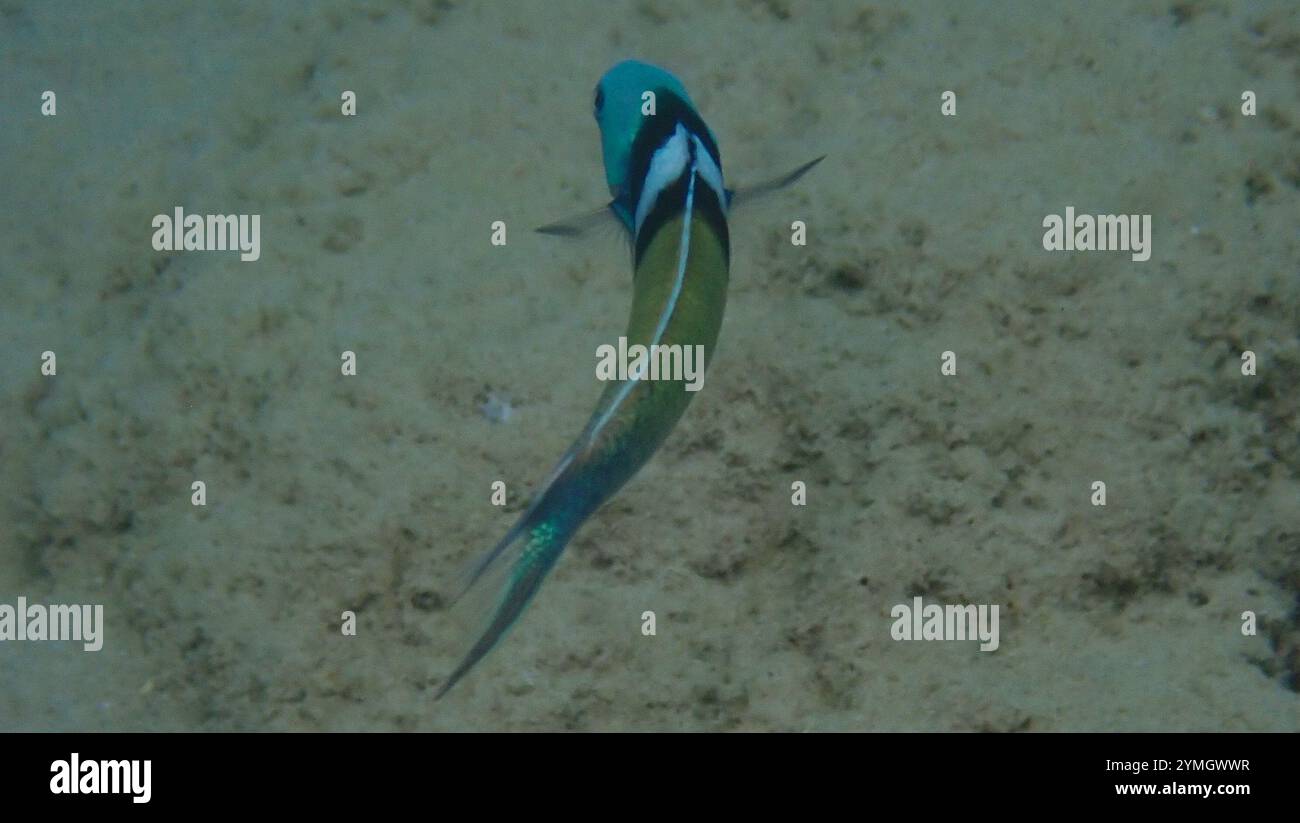 Caribbean Bluehead Wrasse (Thalassoma bifasciatum Stock Photo - Alamy
