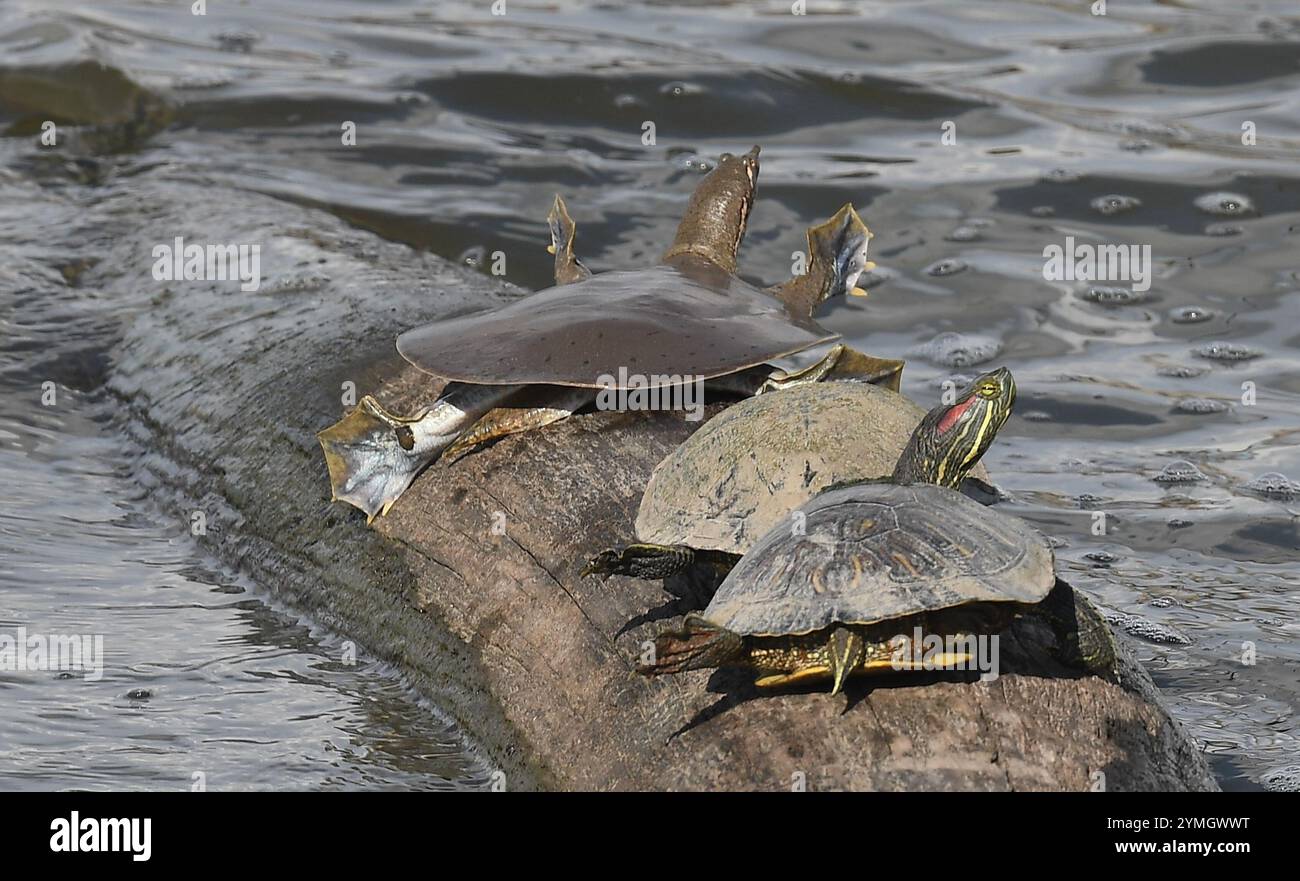 Midland Smooth Softshell Turtle (Apalone mutica mutica Stock Photo - Alamy