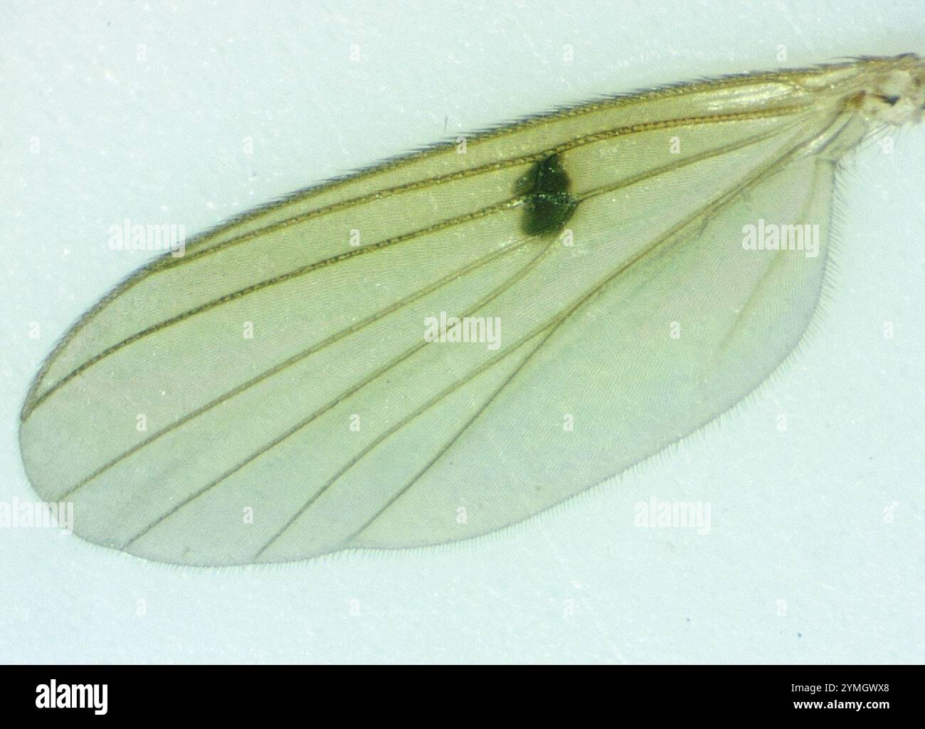 Unipunctata hi-res stock photography and images - Alamy