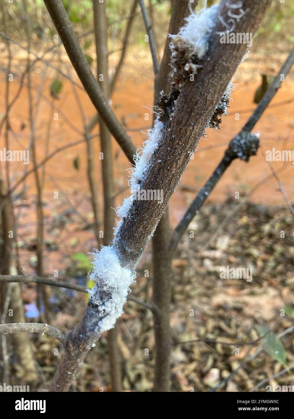 Woolly Aphids (Prociphilus Stock Photo - Alamy