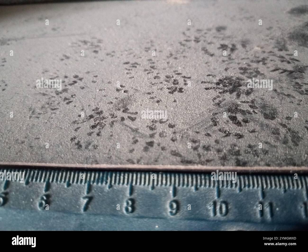 Mice, Rats, and Hamsters (Myomorpha Stock Photo - Alamy