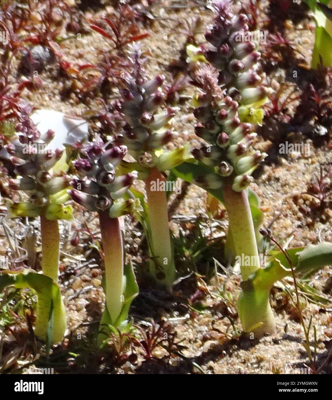 Lachenalia mutabilis hi-res stock photography and images - Alamy