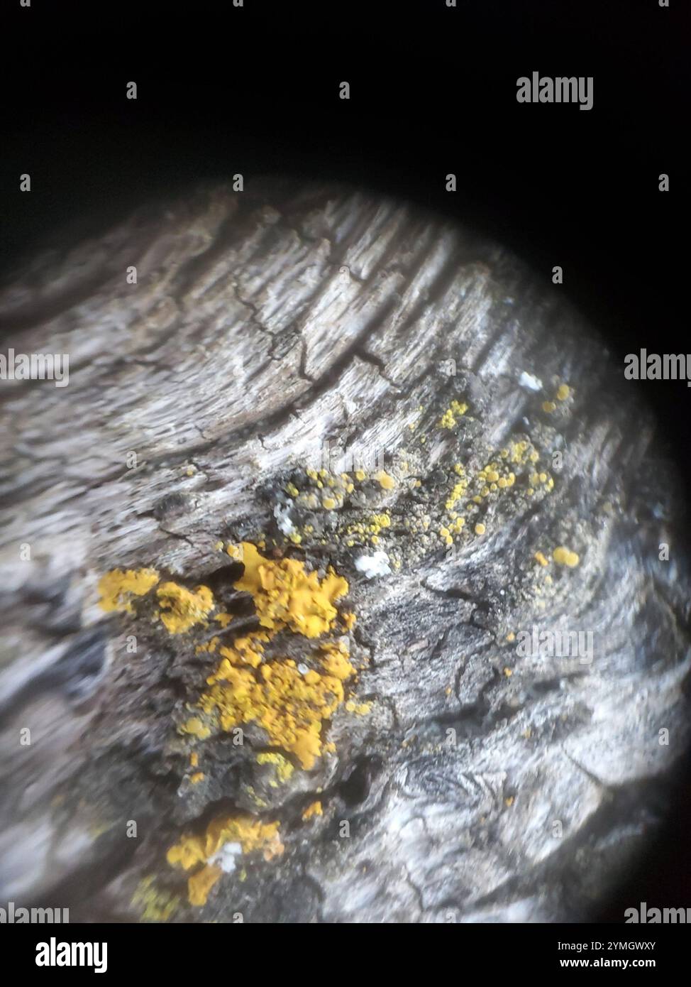 common lichens (Lecanoromycetes Stock Photo - Alamy