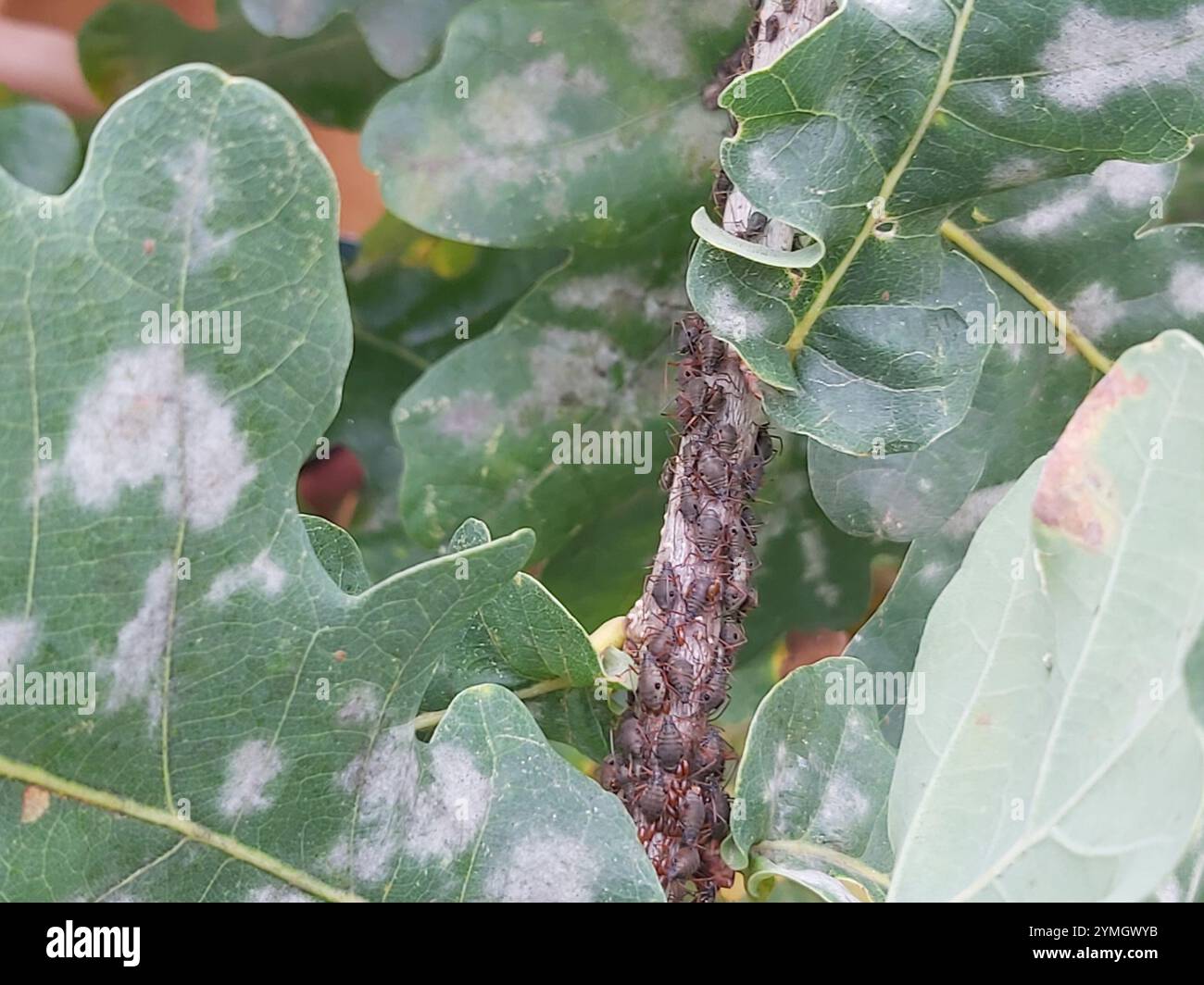 Variegated Oak Aphid (Lachnus roboris Stock Photo - Alamy