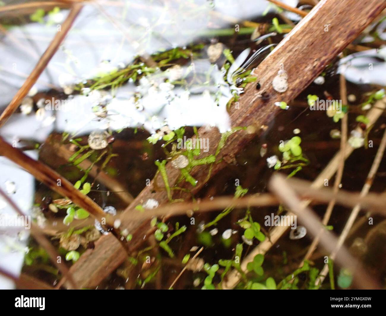 Floating Crystalwort (Riccia fluitans Stock Photo - Alamy