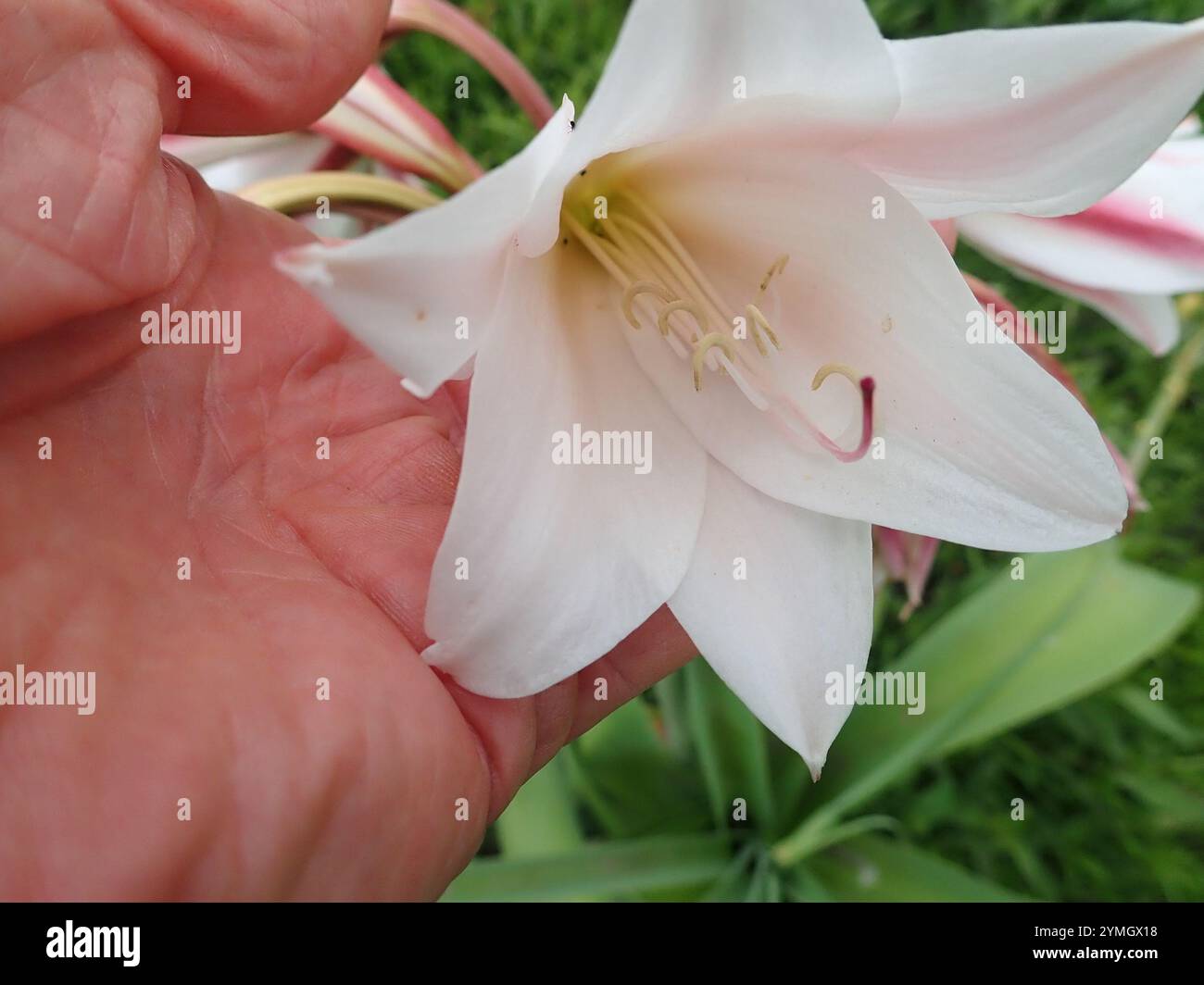 Orange River Swamplily (Crinum bulbispermum Stock Photo - Alamy