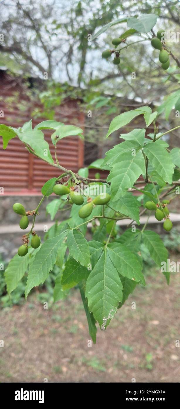 Allophylus hi-res stock photography and images - Alamy