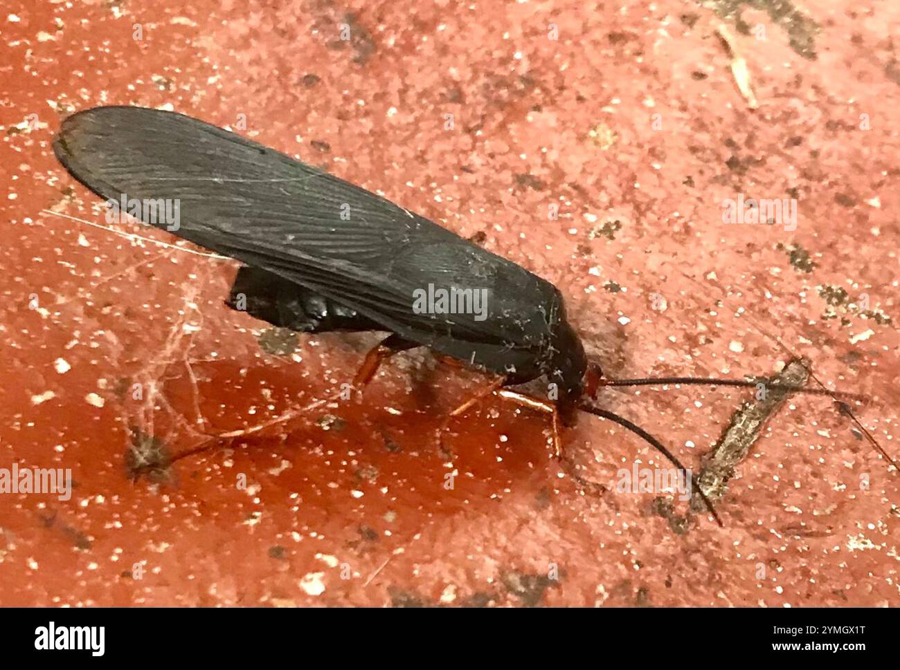Red-headed Cockroach (Deropeltis erythrocephala Stock Photo - Alamy