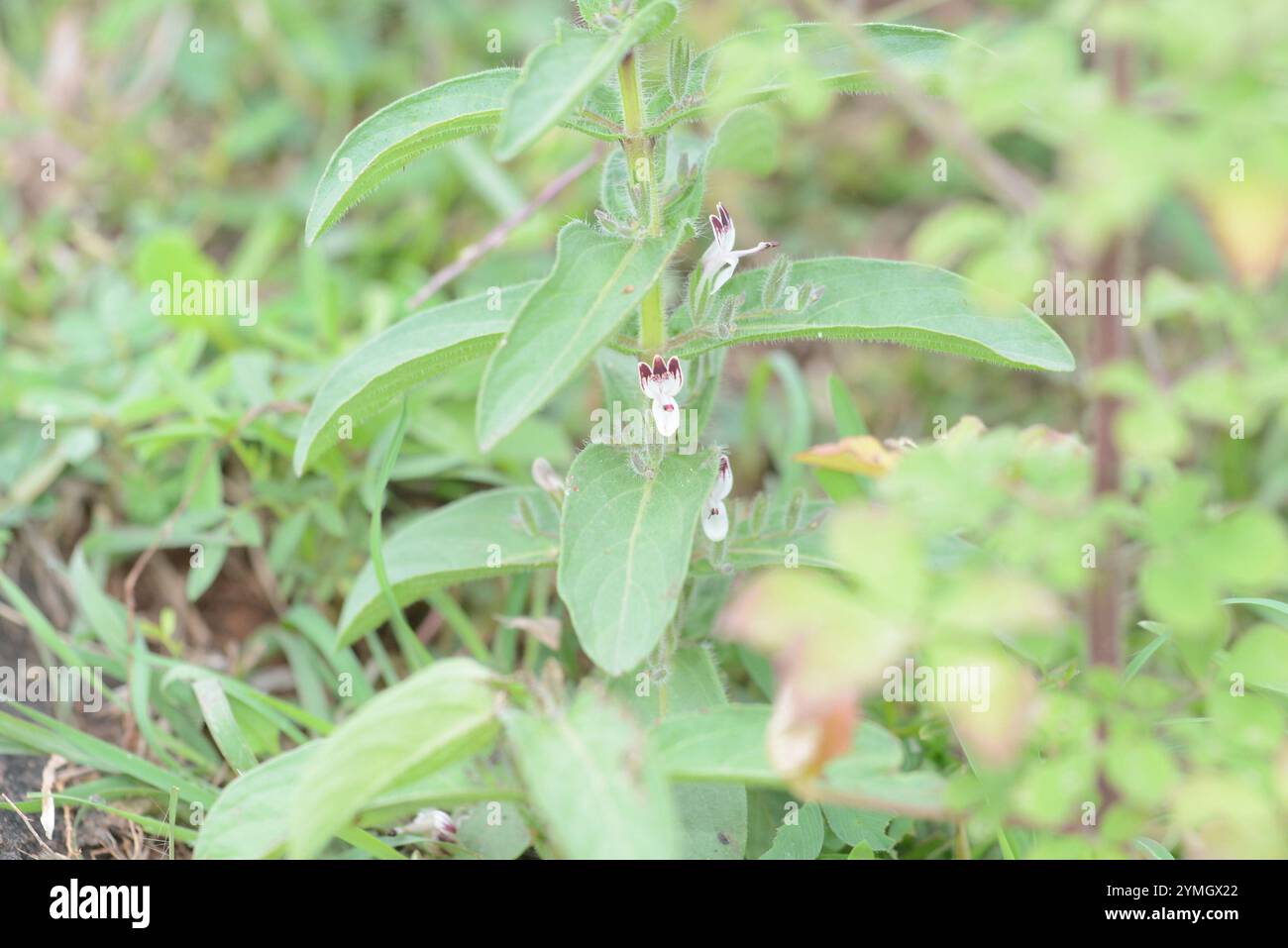 Green Chiretta (Andrographis paniculata Stock Photo - Alamy