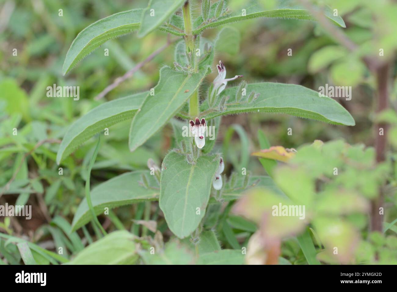 Green Chiretta (Andrographis paniculata Stock Photo - Alamy