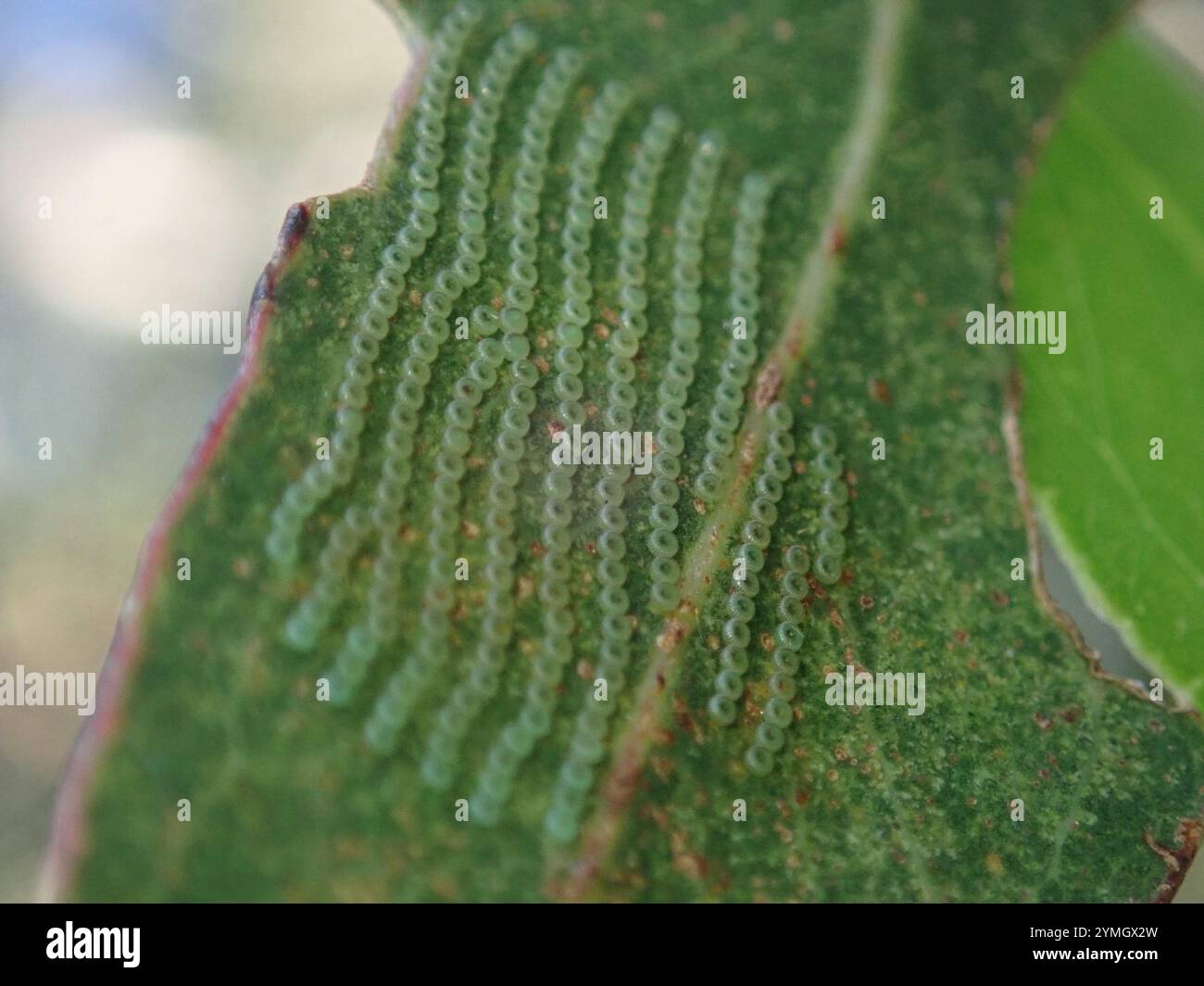 Gum Leaf Skeletonizer (Uraba lugens Stock Photo - Alamy