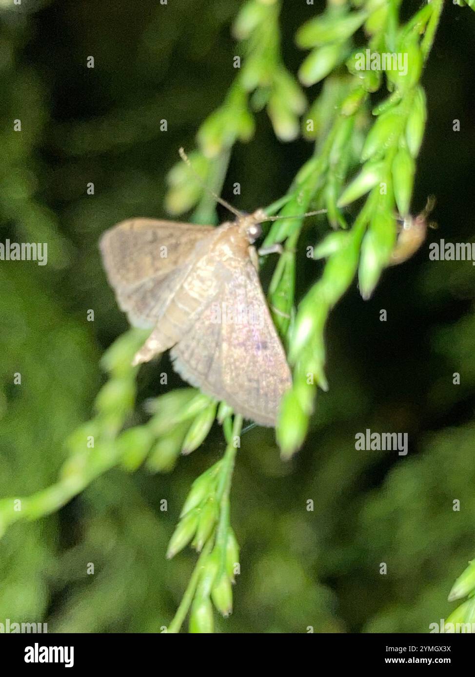Herpetogramma hi-res stock photography and images - Alamy