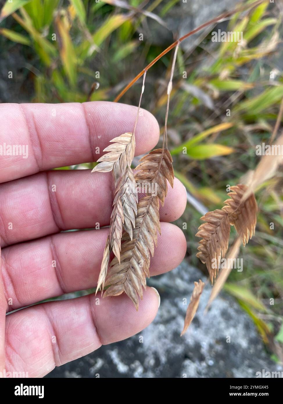 inland wood oats (Chasmanthium latifolium Stock Photo - Alamy