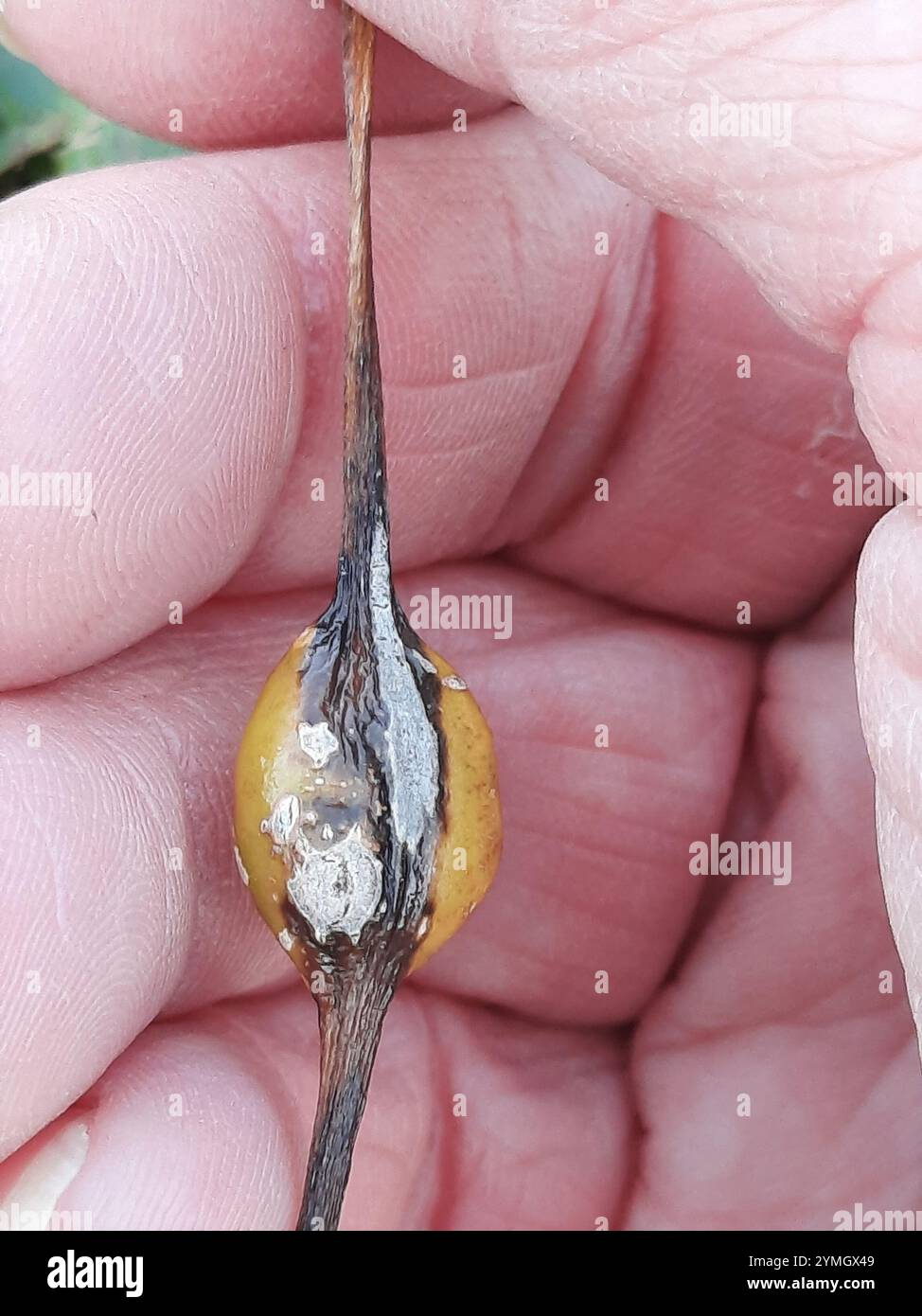 Poplar Petiole Gall Aphid (Pemphigus populitransversus Stock Photo - Alamy