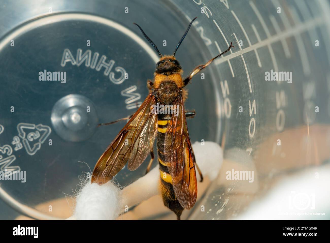 Asian Horntail (Eriotremex formosanus Stock Photo - Alamy