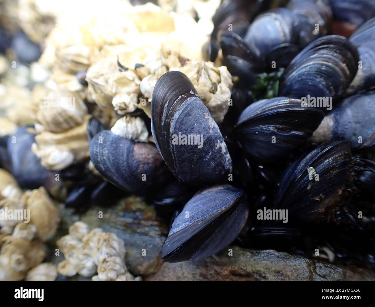 Northern Bay Mussel (Mytilus trossulus Stock Photo - Alamy