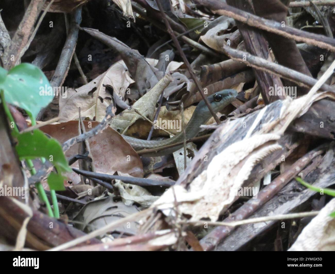 Boddaert's Tropical Racer (Mastigodryas boddaerti Stock Photo - Alamy