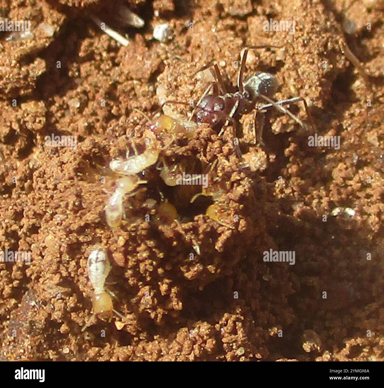 Large Pugnacious Ant (Anoplolepis custodiens Stock Photo - Alamy