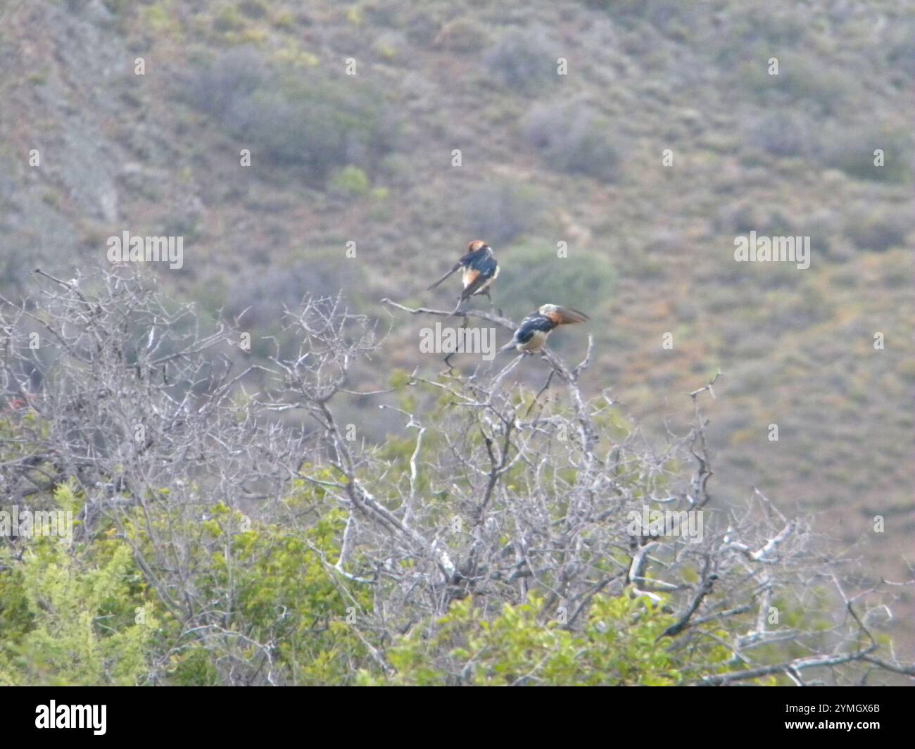 Greater striped swallow cecropis cucullata hi-res stock photography and ...