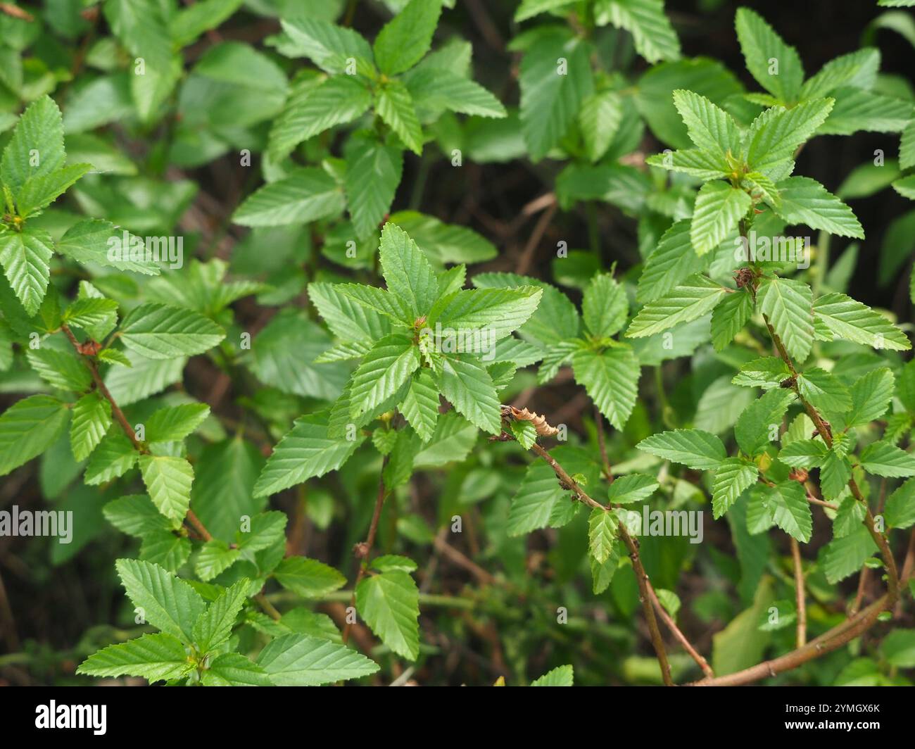 three-lobe false mallow (Malvastrum coromandelianum Stock Photo - Alamy