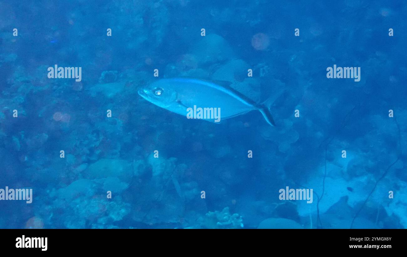 Bar Jack (Caranx ruber Stock Photo - Alamy