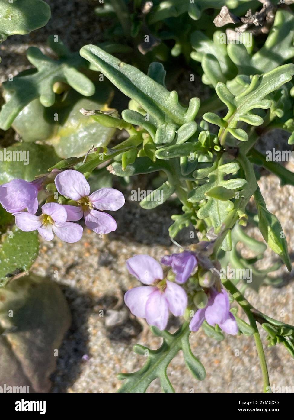 European Searocket (Cakile maritima Stock Photo - Alamy