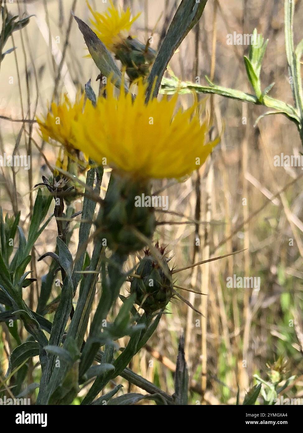 Yellow Star-Thistle (Centaurea solstitialis Stock Photo - Alamy