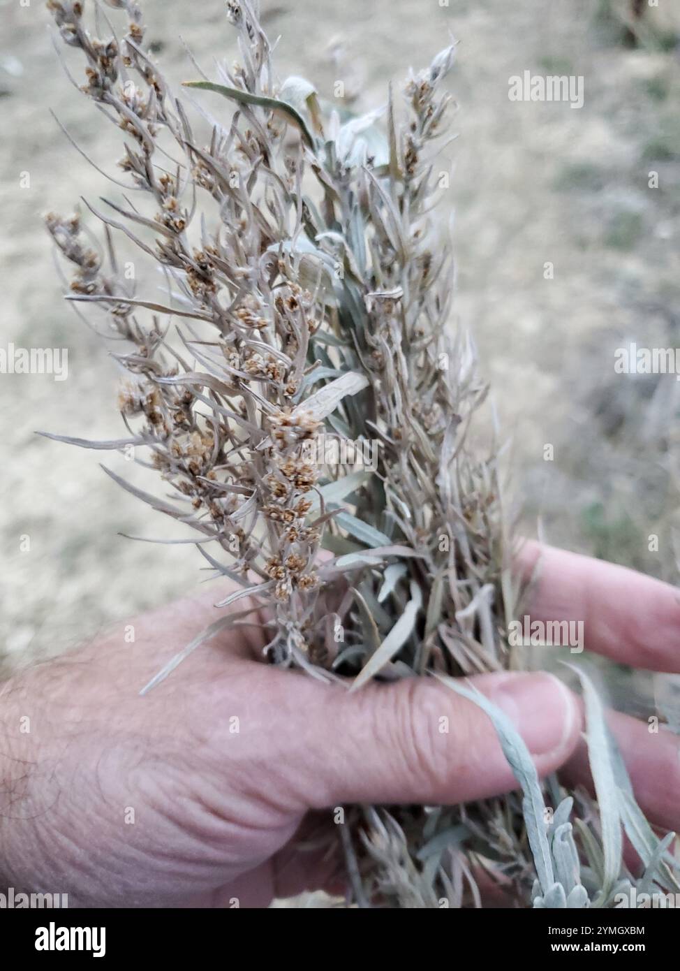 Artemisia cana hi-res stock photography and images - Alamy