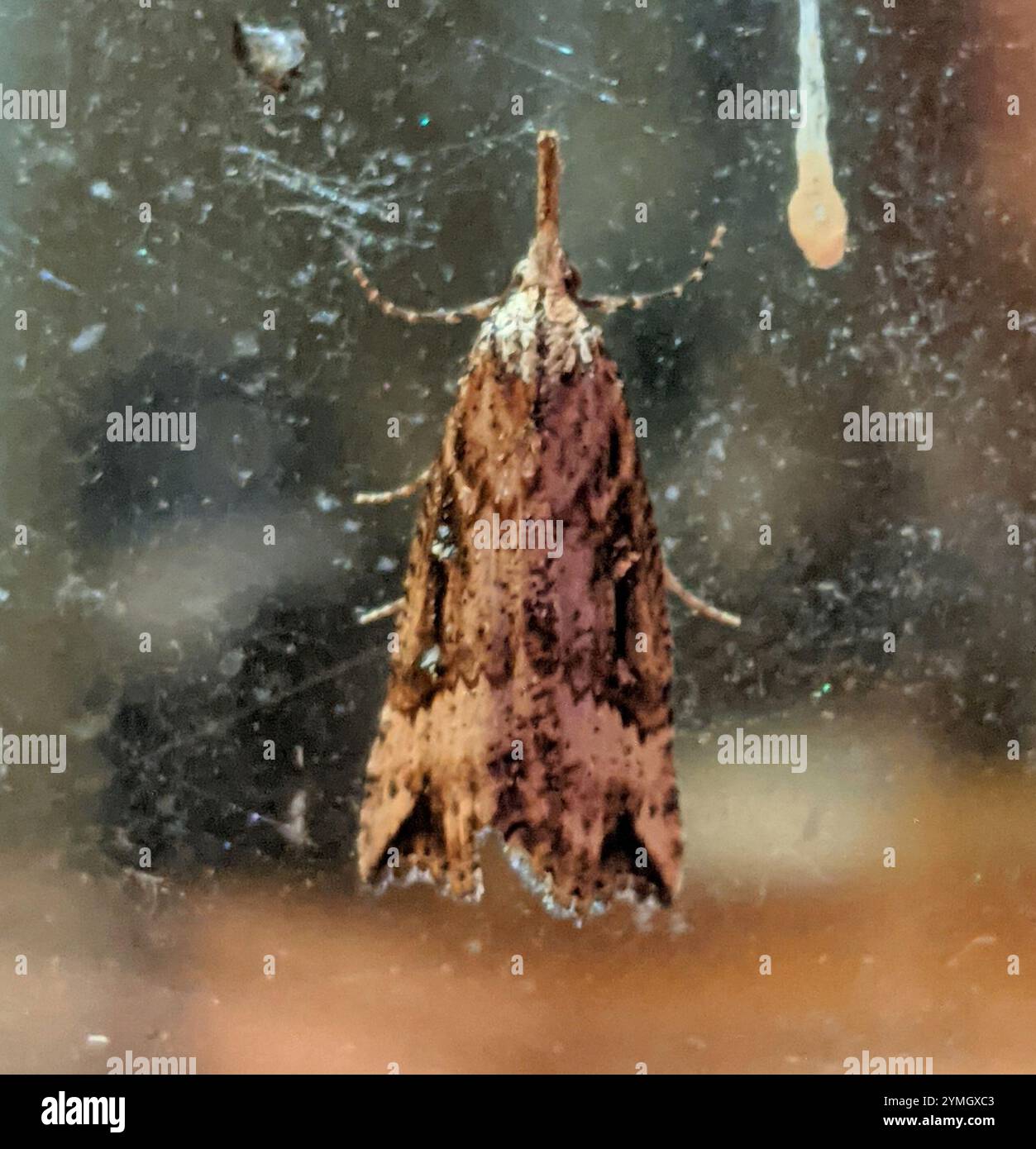 California Cloverworm Moth (Hypena californica Stock Photo - Alamy