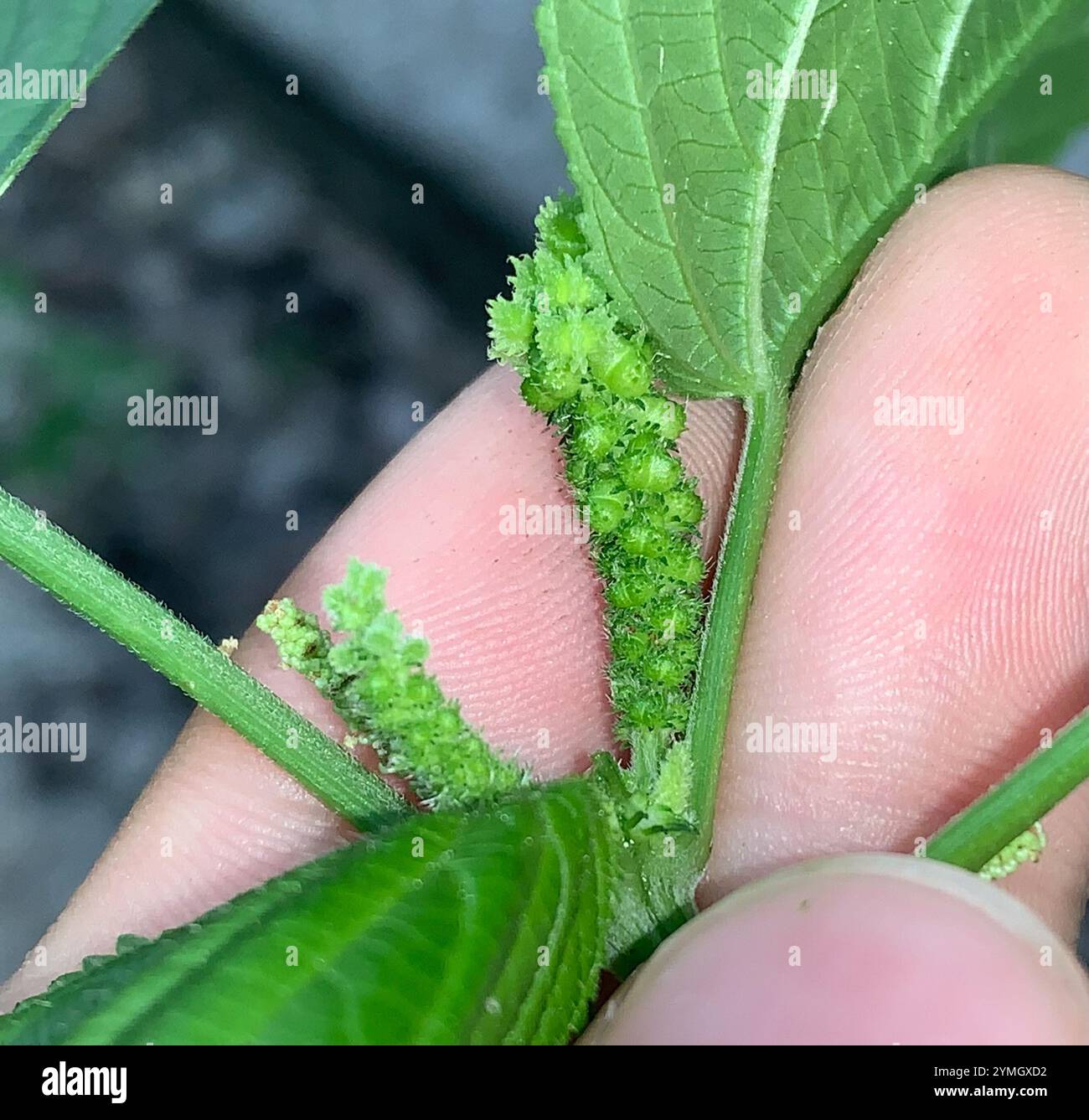 Cuban copperleaf (Acalypha setosa Stock Photo - Alamy