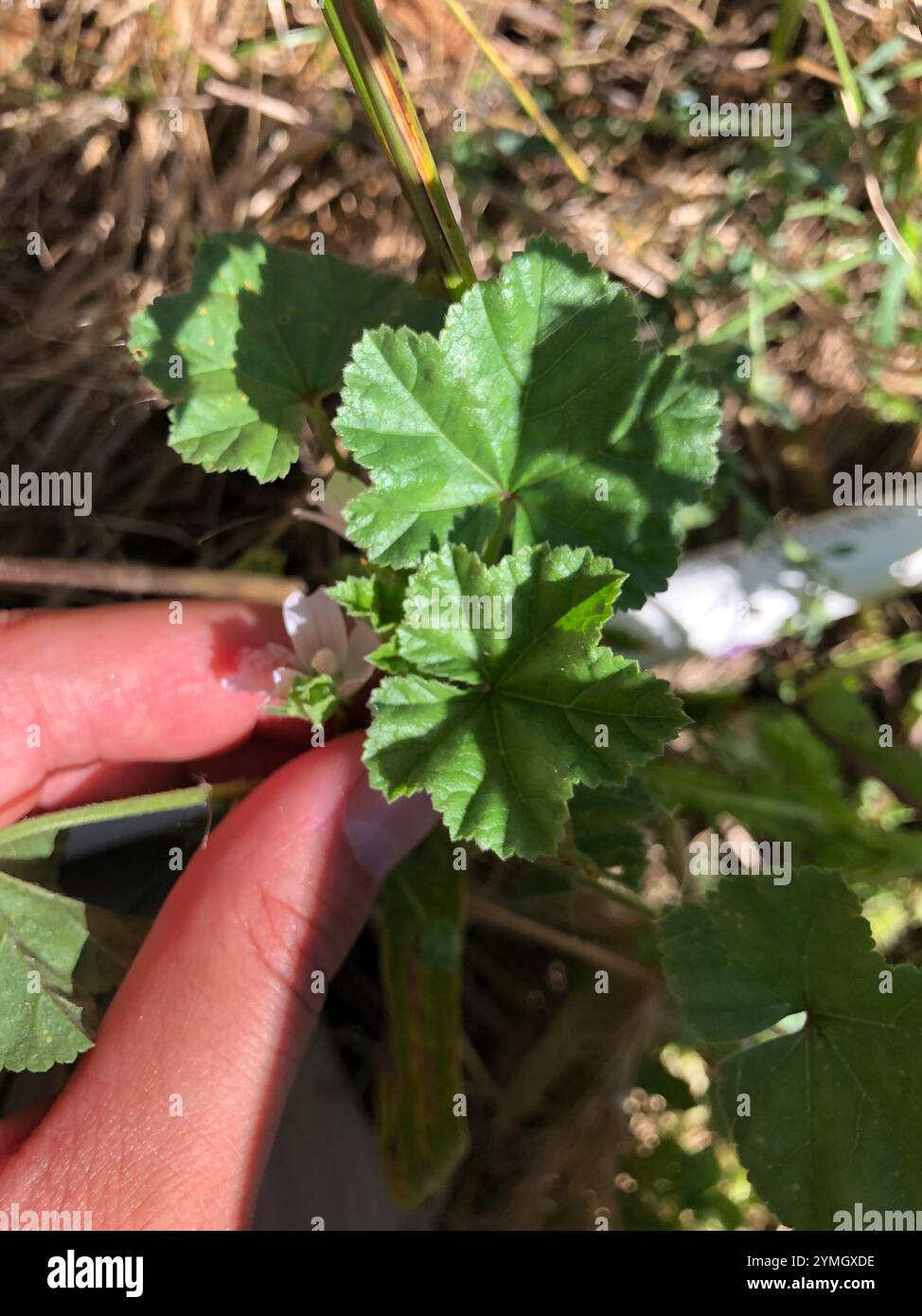 dwarf mallow (Malva neglecta Stock Photo - Alamy