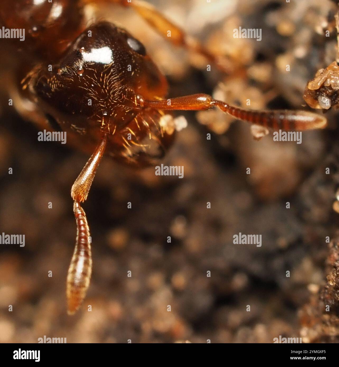 Common Citronella Ant (Lasius claviger Stock Photo - Alamy