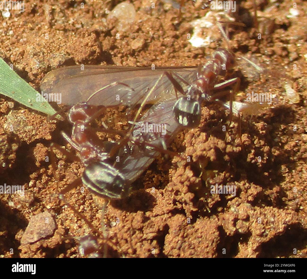 Large Pugnacious Ant (Anoplolepis custodiens Stock Photo - Alamy