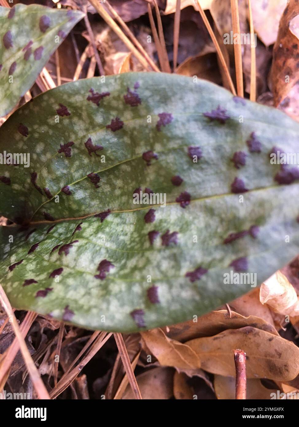 crane-fly orchid (Tipularia discolor Stock Photo - Alamy