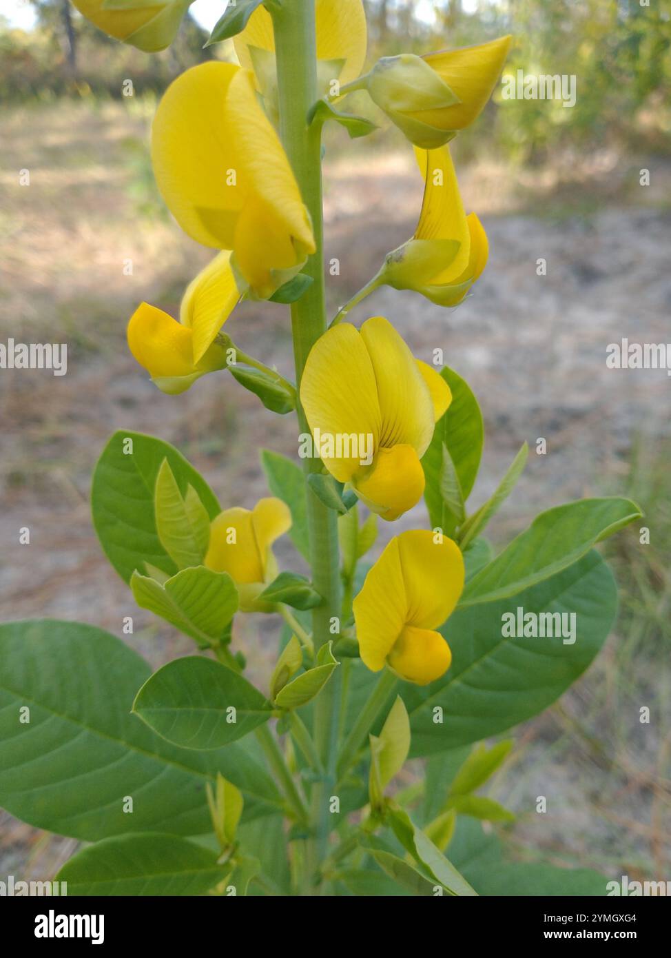 Showy Rattlebox (Crotalaria spectabilis Stock Photo - Alamy