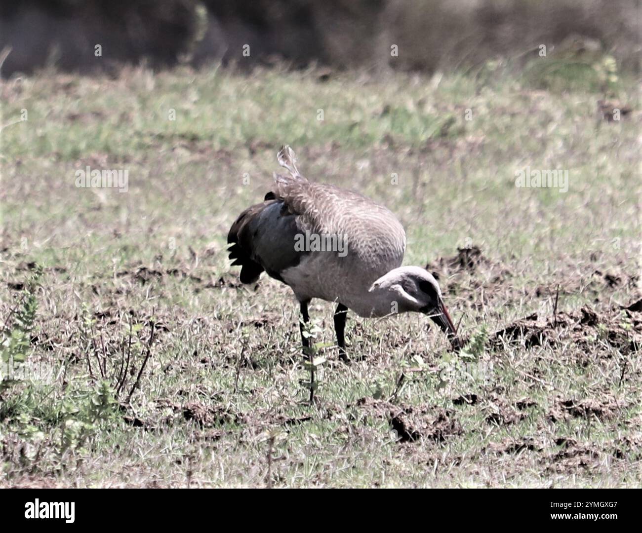 Southern Hadada Ibis (Bostrychia hagedash hagedash Stock Photo - Alamy