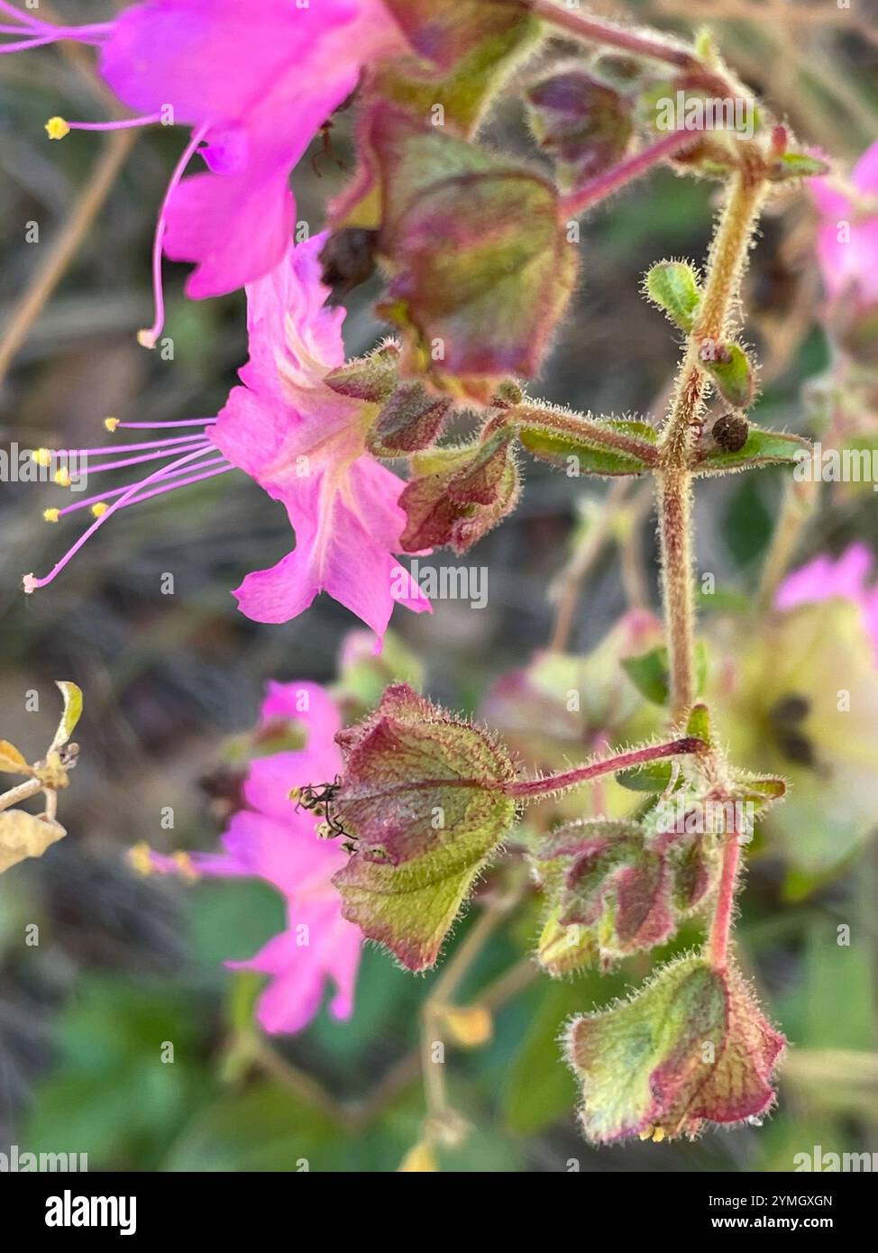 White Four o'Clock (Mirabilis albida Stock Photo - Alamy