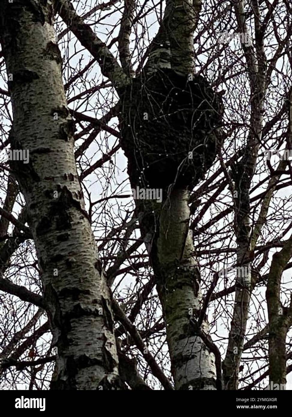 bacterial crown gall (Agrobacterium radiobacter Stock Photo - Alamy